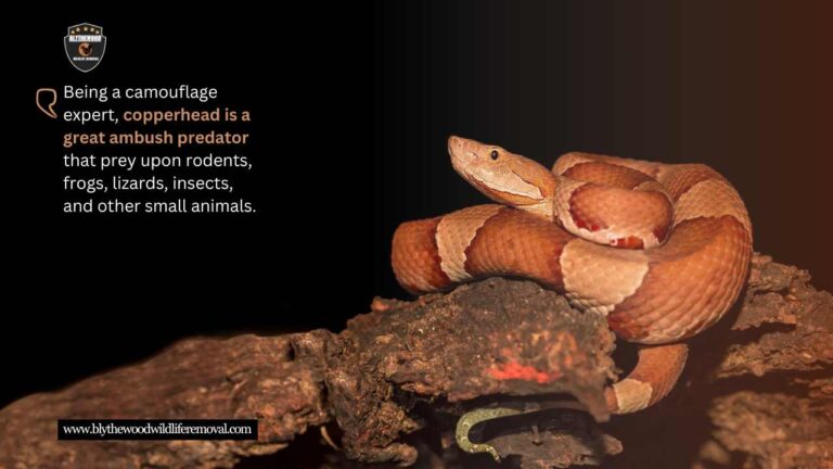 6 Venomous Snakes in SC and How Dangerous They Could Be