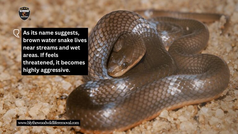 13 Brown Snakes in South Carolina That You Might Find Lurking