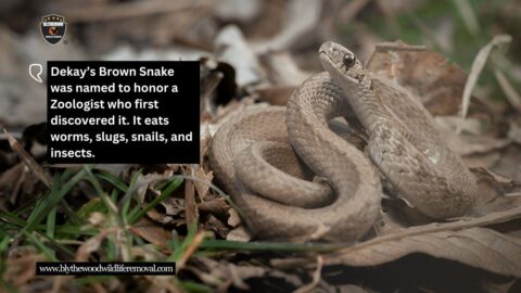 13 Brown Snakes in South Carolina That You Might Find Lurking