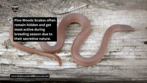 13 Brown Snakes in South Carolina That You Might Find Lurking