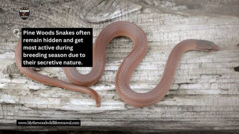 13 Brown Snakes in South Carolina That You Might Find Lurking
