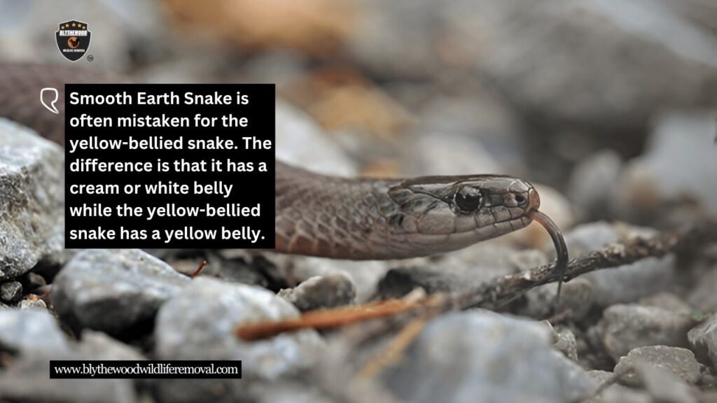 13 Brown Snakes in South Carolina That You Might Find Lurking