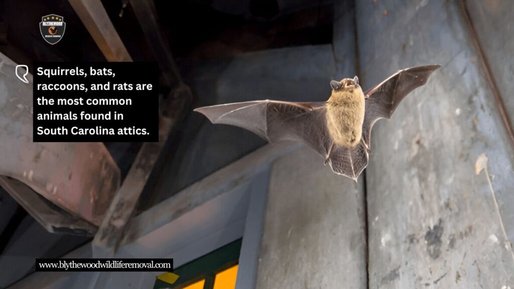 What Animals Are Common in South Carolina Attics